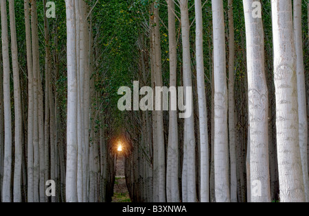 Pacific Albus trees Morrow County Oregon Stock Photo - Alamy
