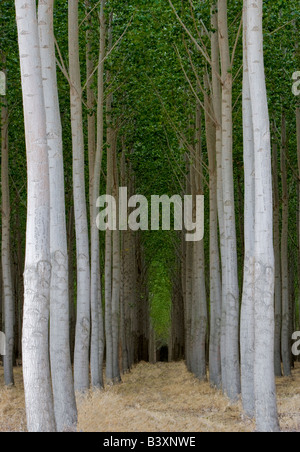 Pacific Albus trees Morrow County Oregon Stock Photo - Alamy