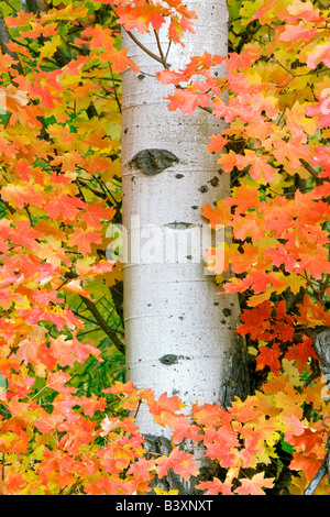 Maple and aspen trees in the national forest of the Wasatch mountains ...