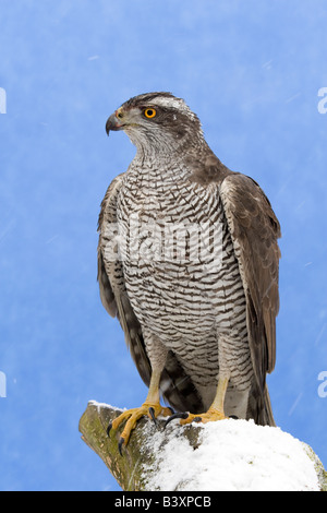 Habicht (Accipiter gentilis Stock Photo - Alamy
