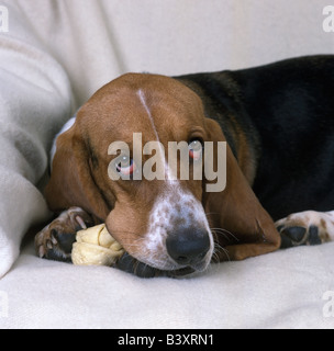 Basset Hound female Stock Photo - Alamy