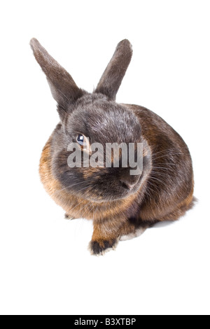 rabbit distorted by a wide-angle close-up, on a white background Stock ...