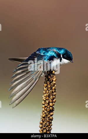 Tree swallow wing-stretch Stock Photo - Alamy