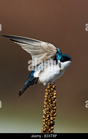 Tree swallow wing-stretch Stock Photo - Alamy