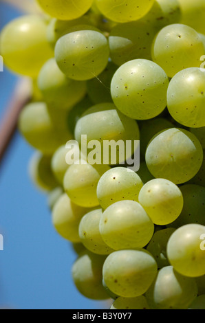 Close-up of blue grapes growing on tree Stock Photo - Alamy