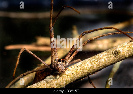 Its the huge eyes that give the net-casting spider (Deinopis subrufa ...