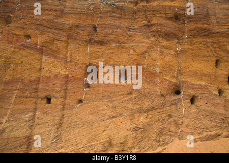Layers strata Red Crag sedimentary rock in former quarry pit Sutton ...