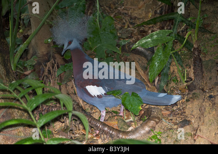 Maroon breasted crowned pigeon also known as Southern Crowned Pigeon ...