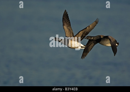 Two wild geese in flight against a bright blue sky Stock Photo - Alamy