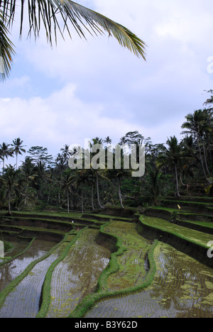 terraced rice fields , near tabanan , bali , indonesia Stock Photo - Alamy