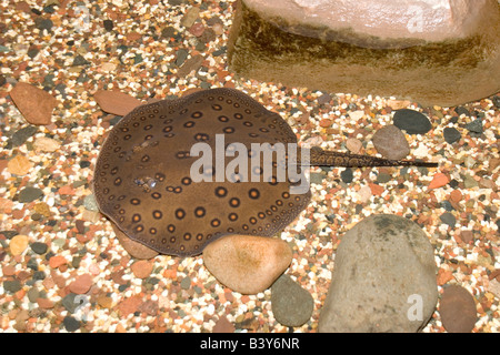 Ocellated Freshwater Stingray (Potamotrygon motoro Stock Photo - Alamy
