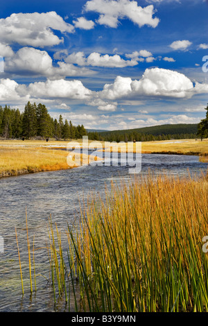Nez Perce River with Buffalo Yellowstone National Park WY Stock Photo ...