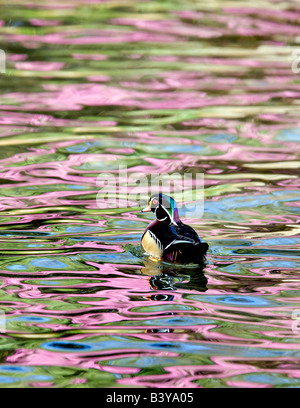Rhododendron in garden Stock Photo - Alamy