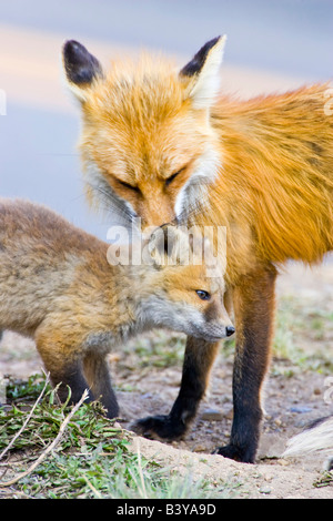 USA, Colorado, Breckenridge. Red fox mother with kit Stock Photo - Alamy