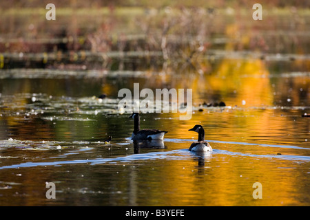 Canada Geese at the Ewell Reservation in Rowley Massachusetts USA Stock ...