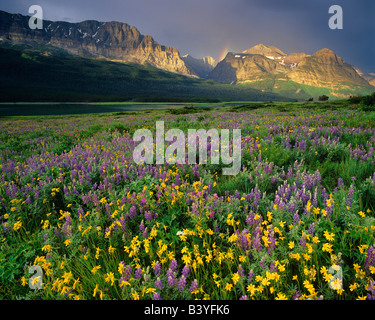 Wildflower Meadow near Many Glacier in Glacier National Park, Montana Stock Photo - Alamy
