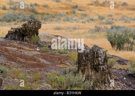 Petrified ancient sequoia tree stumps emerge from the badlands of the ...