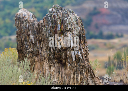 Petrified ancient sequoia tree stumps emerge from the badlands of the ...