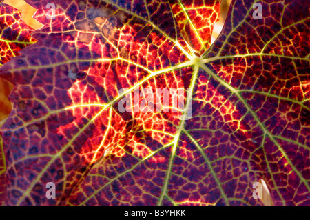 Close up of fall-colored Pinot Noir leaves with Knudsen vineyards in ...