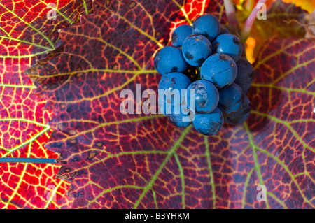 Close up of fall-colored Pinot Noir leaves with Knudsen vineyards in ...