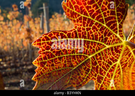 Close up of fall-colored Pinot Noir leaves with Knudsen vineyards in ...