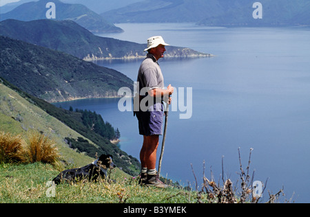 mustering sheep, South Island, New Zealand Stock Photo - Alamy