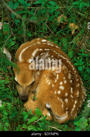 A cute deer resting on the ground Stock Photo - Alamy