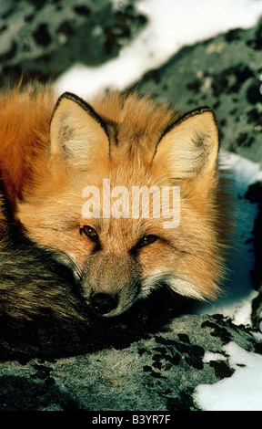 zoology / animals, mammal / mammalian, foxes, Red Fox, (Vulpes Stock ...