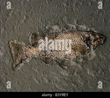 aeon / prehistory, fossils, animals, fish, ophiopsis, historic ...