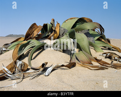 Welwitschia plant Welwitschia mirabilis two leaves only Namib Naukluft ...