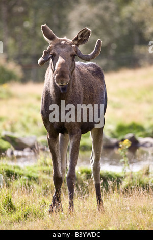 elk, European moose (Alces alces alces), portrait of an animal being ...