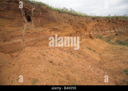 Layers strata Red Crag sedimentary rock in former quarry pit Sutton ...
