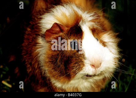 zoology / animals, mammal / mammalian, cavies, domestic guinea pig ...