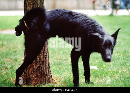 Dog lifting his leg Stock Photo - Alamy