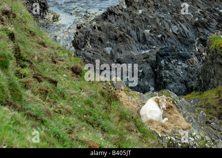Cow stranded on a ledge after going over a cliff in Combe Haven Fowey ...
