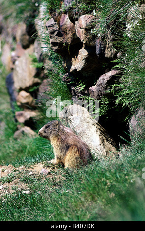 zoology / animals, mammal / mammalian, marmots, Alpine marmot, (Marmota ...