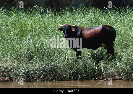 Cattle, Cows, Damaraland, Namibia Stock Photo - Alamy