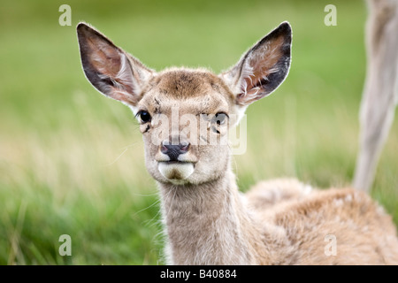 Portrait of Bactrian or Bukhara deer Cervus elaphus bactrianus Highland ...