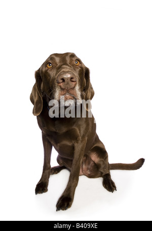 A cute adult chocolate Labrador retriever among green grass Stock Photo ...