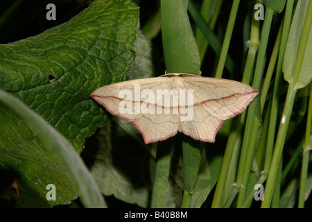 Blood-vein moth (Timandra griseata). British insect in the family ...