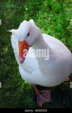 Duck looking into camera lens Stock Photo - Alamy