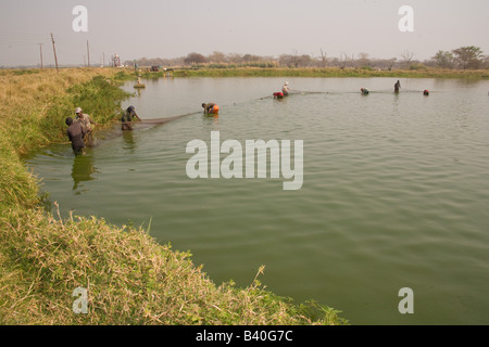 Harvesting tilapia fish from ponds at Kafue Fisheries the largest ...
