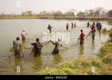 Harvesting tilapia fish from ponds at Kafue Fisheries the largest ...