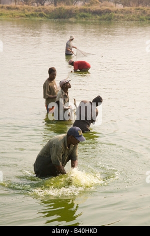 Harvesting tilapia fish from ponds at Kafue Fisheries the largest ...