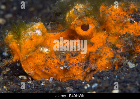 Rare orange variety of the Spiny Devilfish Inimicus didactylus ...