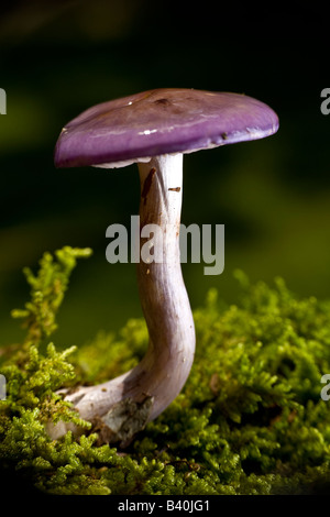 Macro shot of violet mushroom on moss PA USA Stock Photo - Alamy