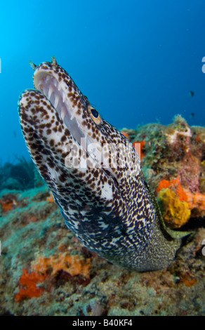 Spotted Moray Gymnothorax moringa Stock Photo - Alamy