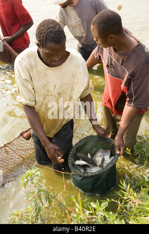 Harvesting tilapia fish from ponds at Kafue Fisheries the largest ...