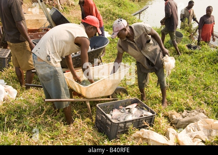 Harvesting tilapia fish from ponds at Kafue Fisheries the largest ...