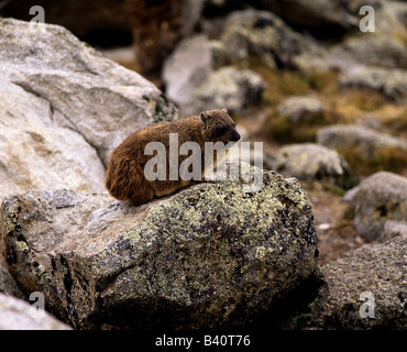 zoology / animals, mammal / mammalian, Cape Hyrax, (Procavia capensis ...